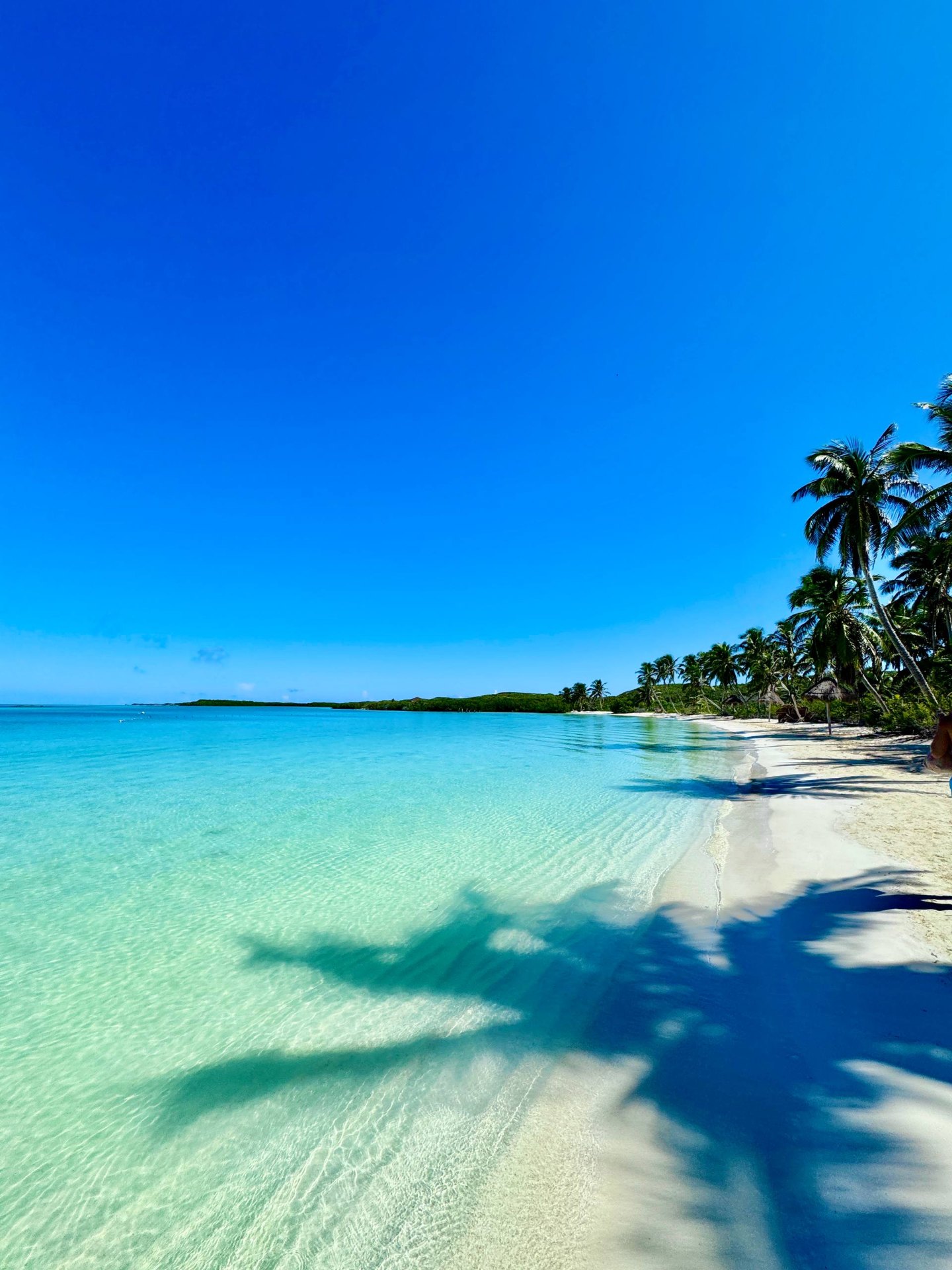 Sargassum in Cancún Today 2026 | Live Map & Clean Beaches